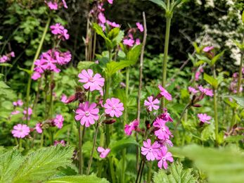 Moseley Bog & Joy's Wood | Birmingham & Black Country Wildlife Trust