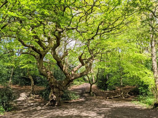 Moseley Bog & Joy's Wood | Birmingham & Black Country Wildlife Trust