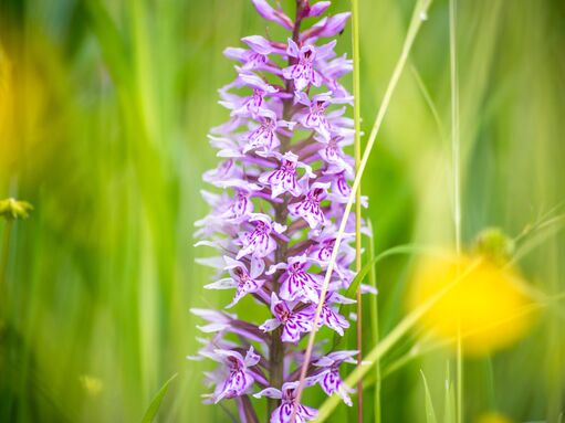 Moseley Bog & Joy's Wood | Birmingham & Black Country Wildlife Trust