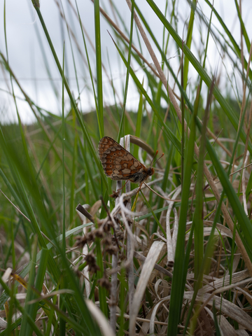 Purple moor-grass and rush pasture | Birmingham & Black Country ...
