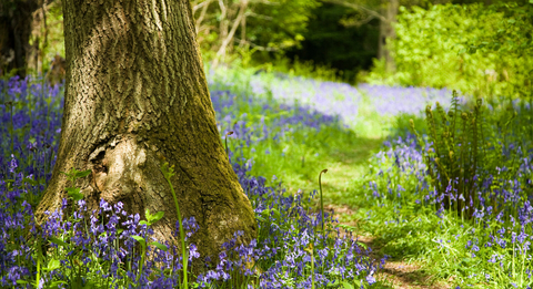 How to Identify Bluebells | Birmingham & Black Country Wildlife Trust