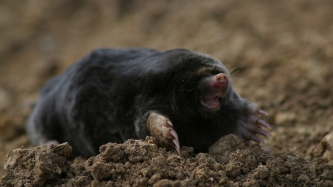 Mole | The Wildlife Trust for Birmingham and the Black Country