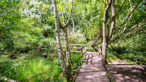 Moseley Bog & Joy's Wood | Birmingham & Black Country Wildlife Trust