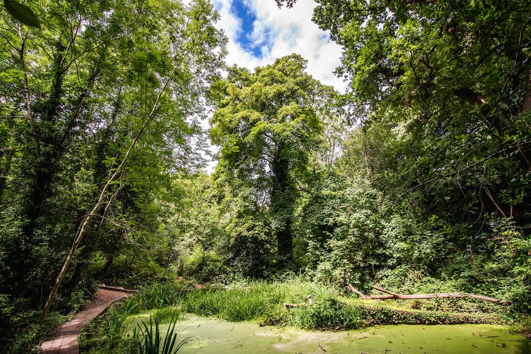 Moseley Bog & Joy's Wood | Birmingham & Black Country Wildlife Trust