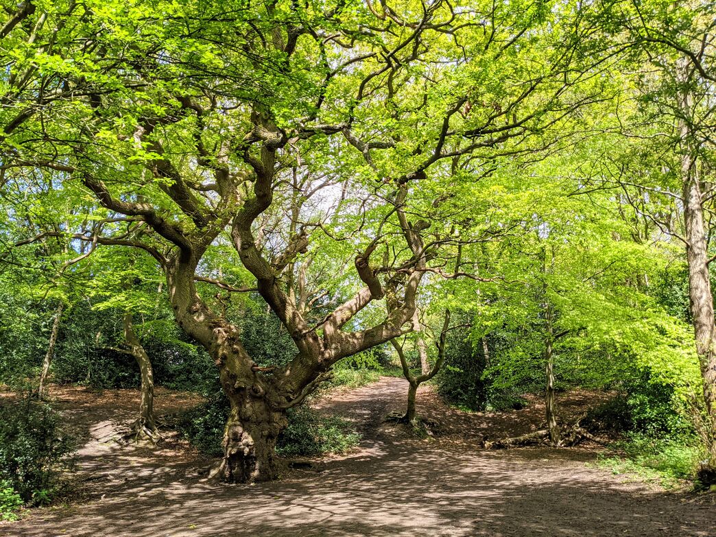 Moseley Bog & Joy's Wood | Birmingham & Black Country Wildlife Trust