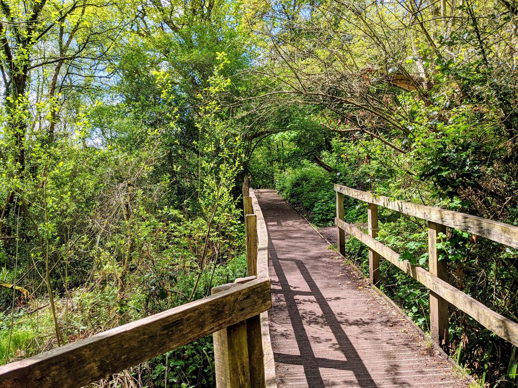 Moseley Bog & Joy's Wood | Birmingham & Black Country Wildlife Trust