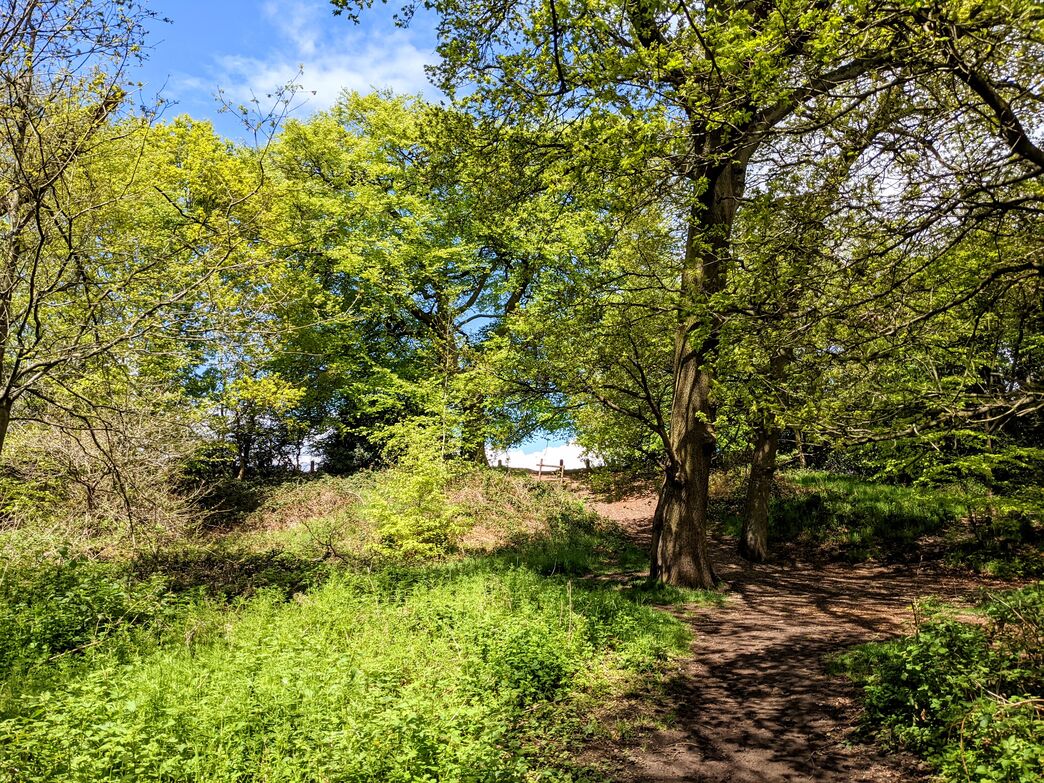 Moseley Bog and Joy's Wood | Birmingham & Black Country Wildlife Trust