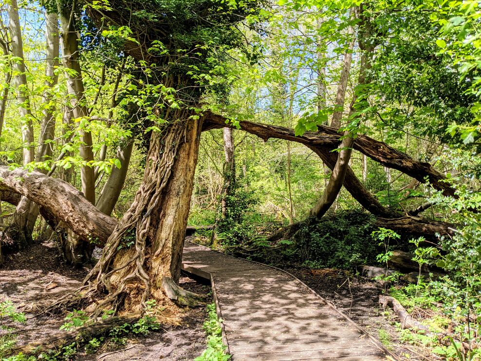 Moseley Bog and Joy's Wood | Birmingham & Black Country Wildlife Trust