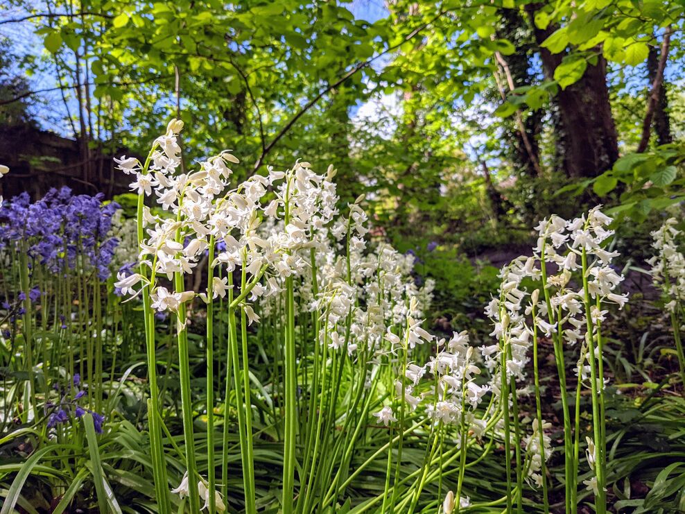 Moseley Bog and Joy's Wood | Birmingham & Black Country Wildlife Trust