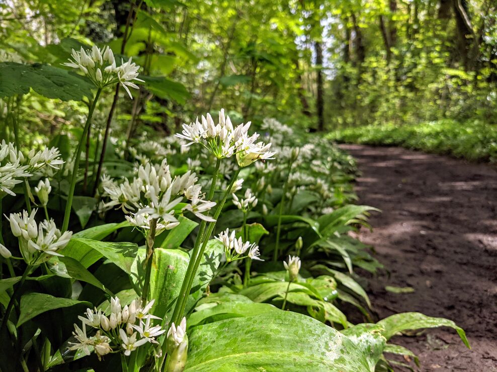 Moseley Bog and Joy's Wood | Birmingham & Black Country Wildlife Trust
