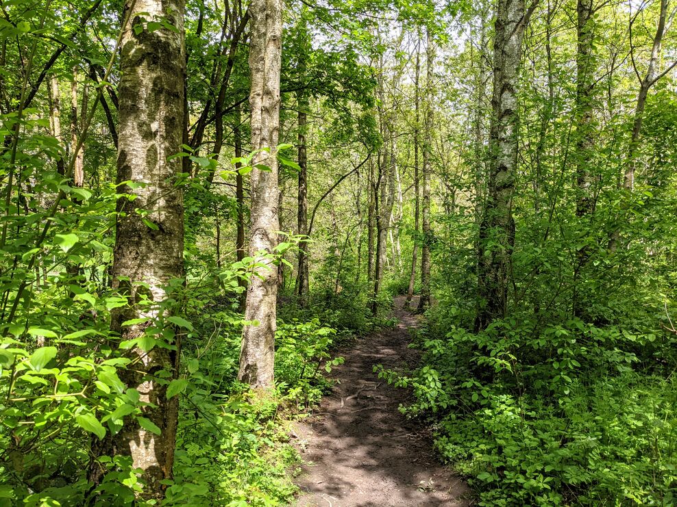 Moseley Bog and Joy's Wood | Birmingham & Black Country Wildlife Trust