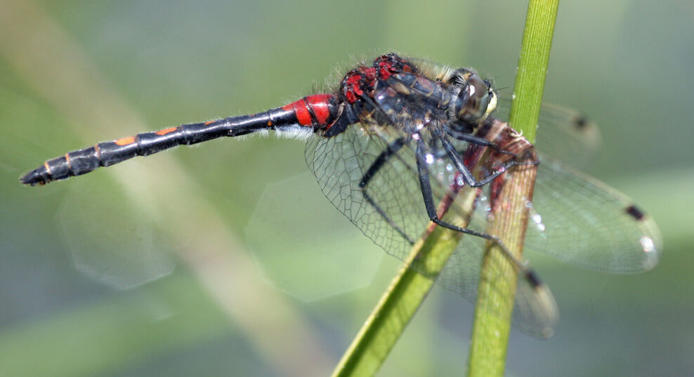 Ban the burn – protect all peat! | Birmingham & Black Country Wildlife ...