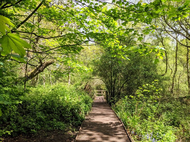Moseley Bog and Joy's Wood | Birmingham & Black Country Wildlife Trust
