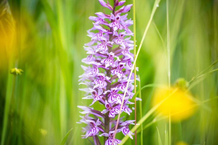 Moseley Bog & Joy's Wood | Birmingham & Black Country Wildlife Trust