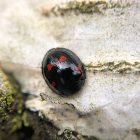 Lovely ladybirds | Birmingham & Black Country Wildlife Trust