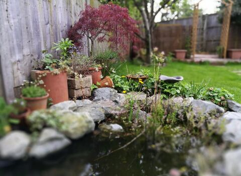 How to create a mini pond | The Wildlife Trust for Birmingham and the ...